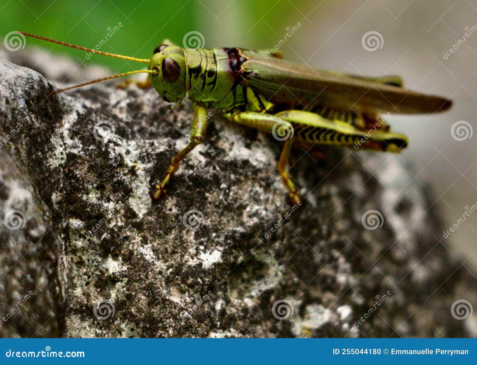 Portrait of the Green Cricket Stock Photo - Image of cricket, green ...