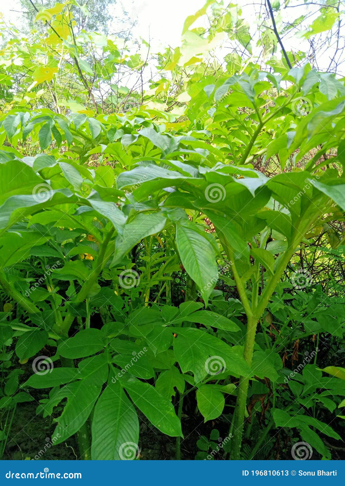 Jimmy kand owle plants stock image. Image of shrub, herb - 196810613
