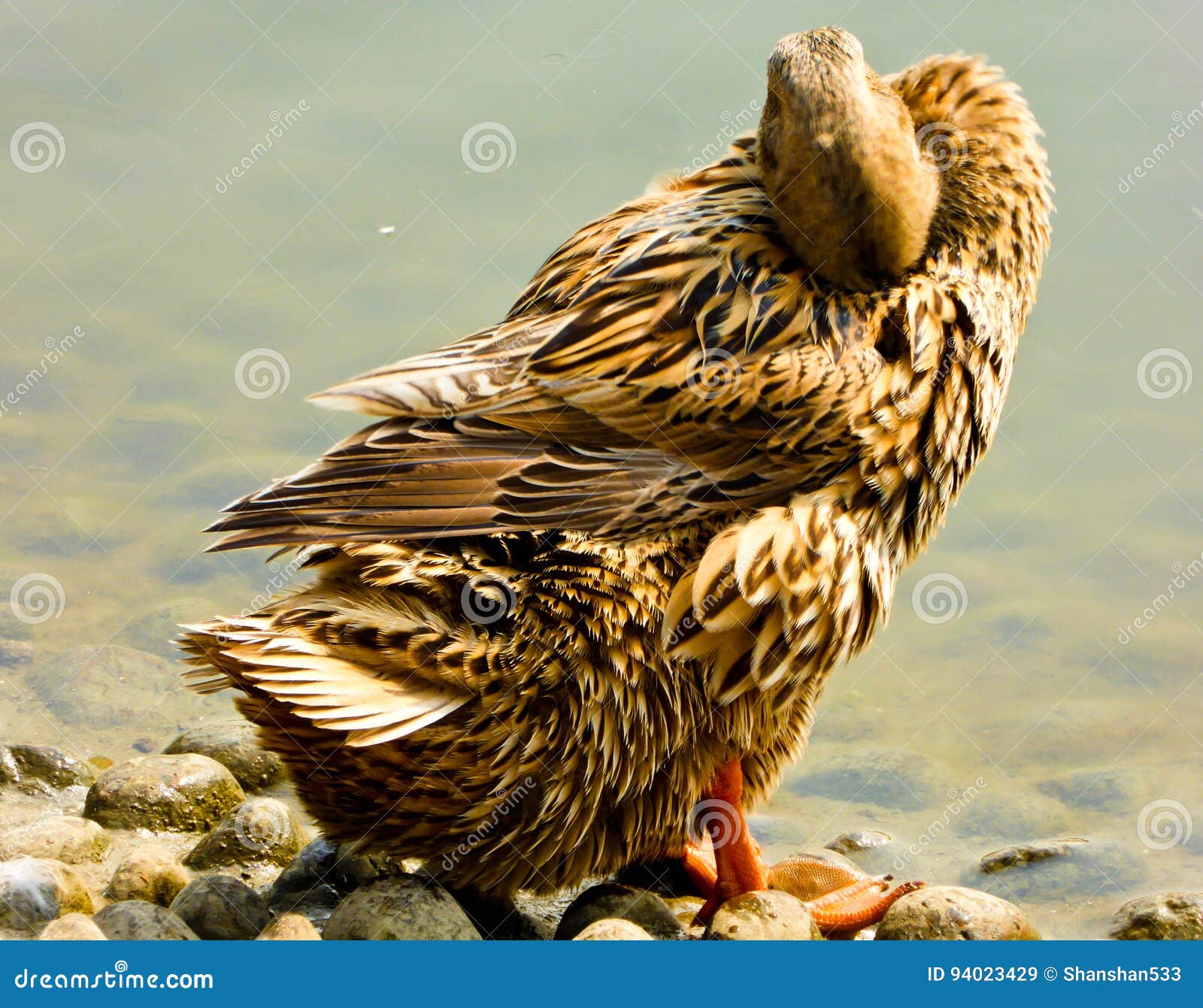 Jinding duck stock image. Image of chinese, animal, inside - 94023429