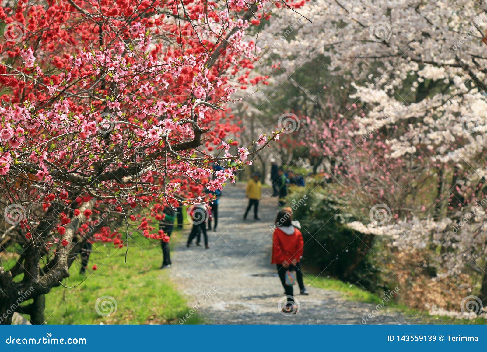 Jinhae Dream Road, Jinhae-gu, Changwon, Korea Stock Image - Image of ...
