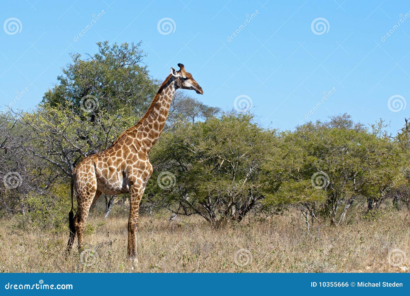 Jirafa foto de archivo. Imagen de sabana, clima, cubo - 10355666