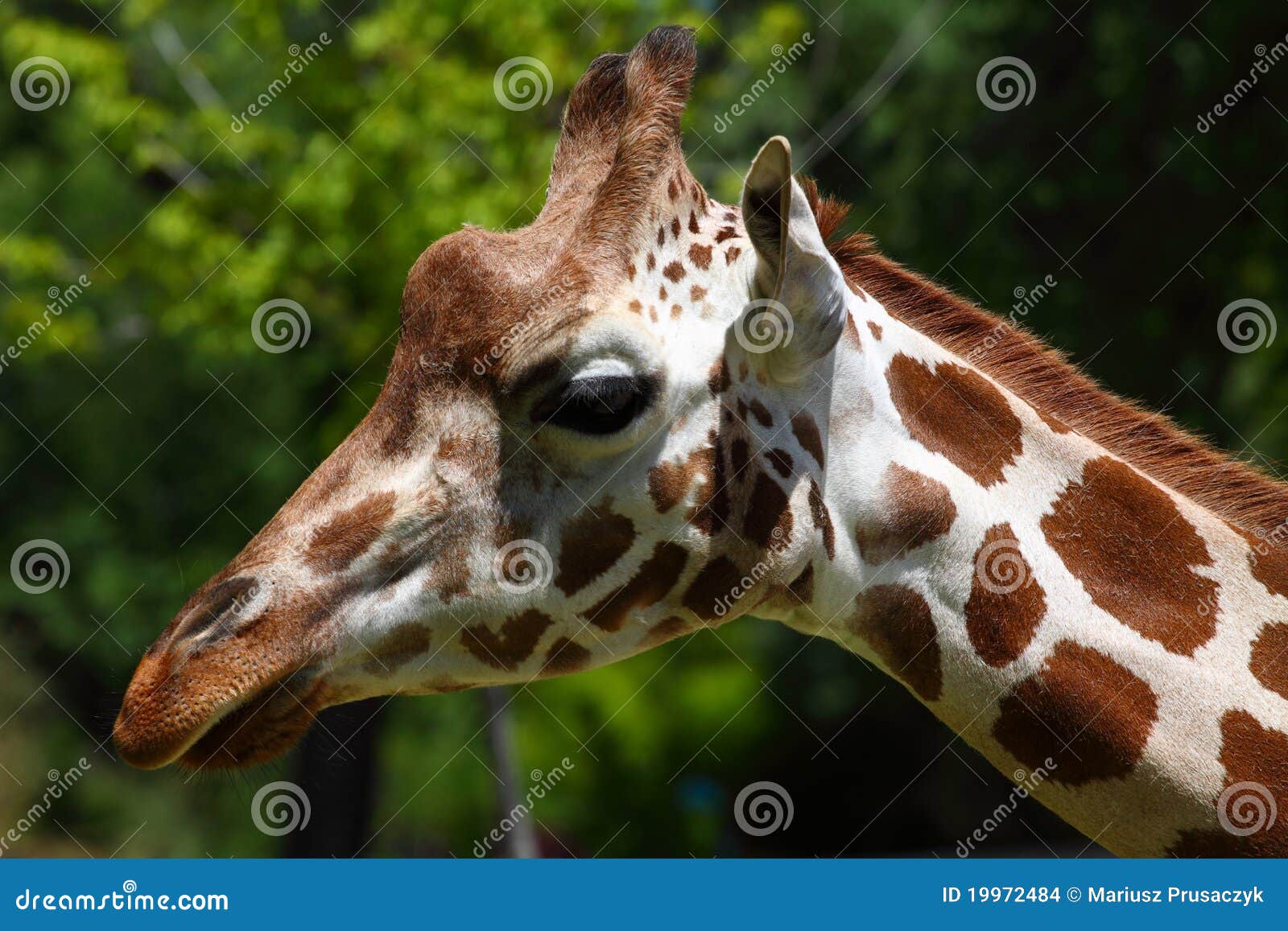 Jirafa foto de archivo. Imagen de cubo, cielo, grande - 19972484