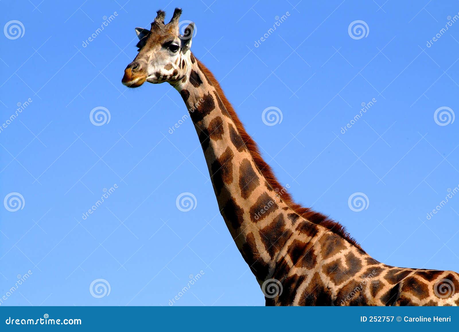 Jirafa 2 imagen de archivo. Imagen de cubo, animal, animales - 252757