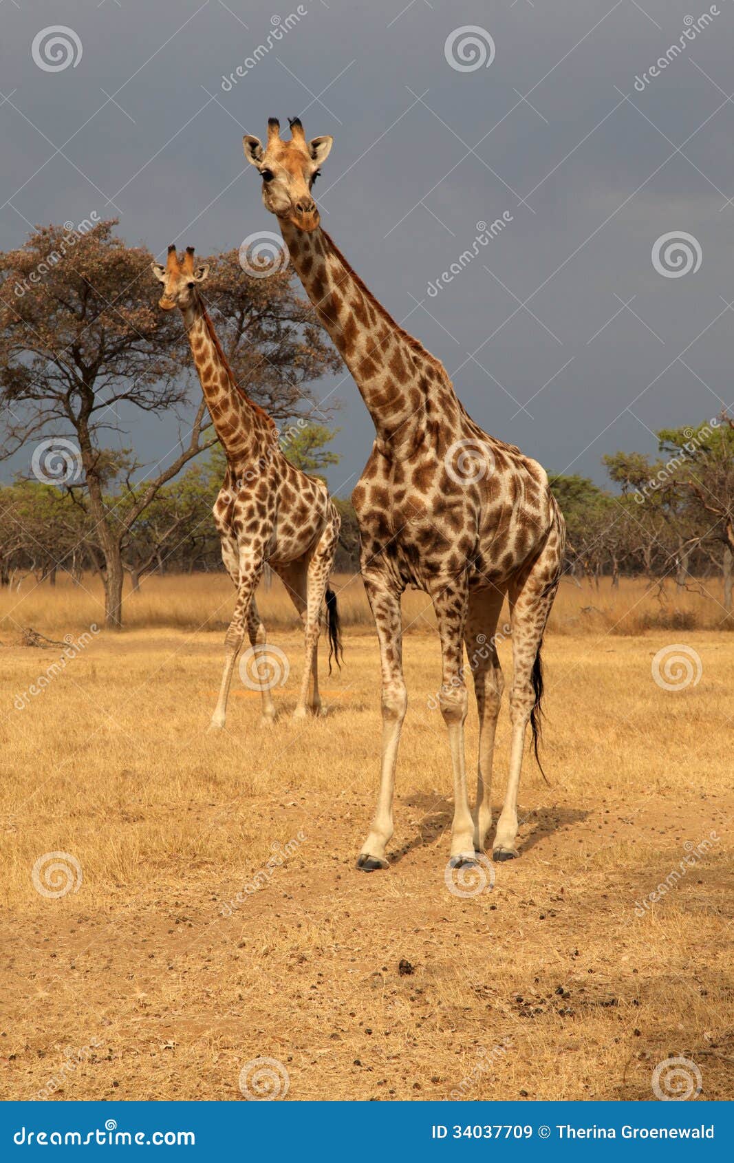 Jirafa imagen de archivo. Imagen de cubo, recorrido, animales - 34037709