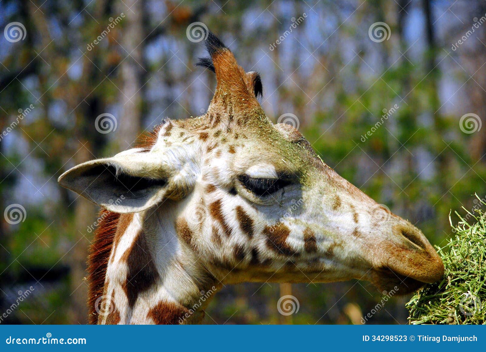 Jirafa imagen de archivo. Imagen de animal, fauna, cubo - 34298523