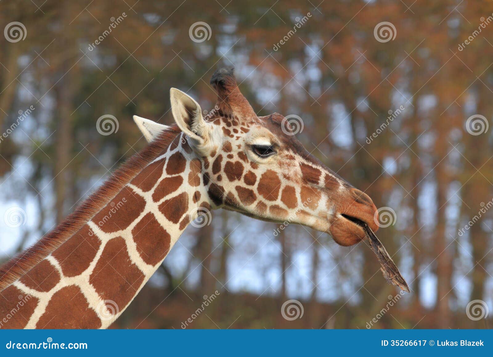 Jirafa imagen de archivo. Imagen de comer, adulto, cubo - 35266617