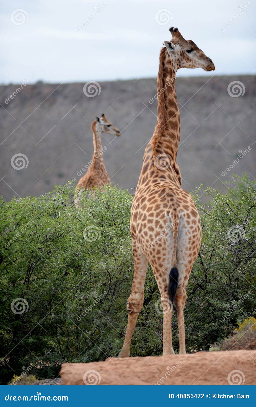 Jirafa foto de archivo. Imagen de travieso, cubo, nafta - 40856472