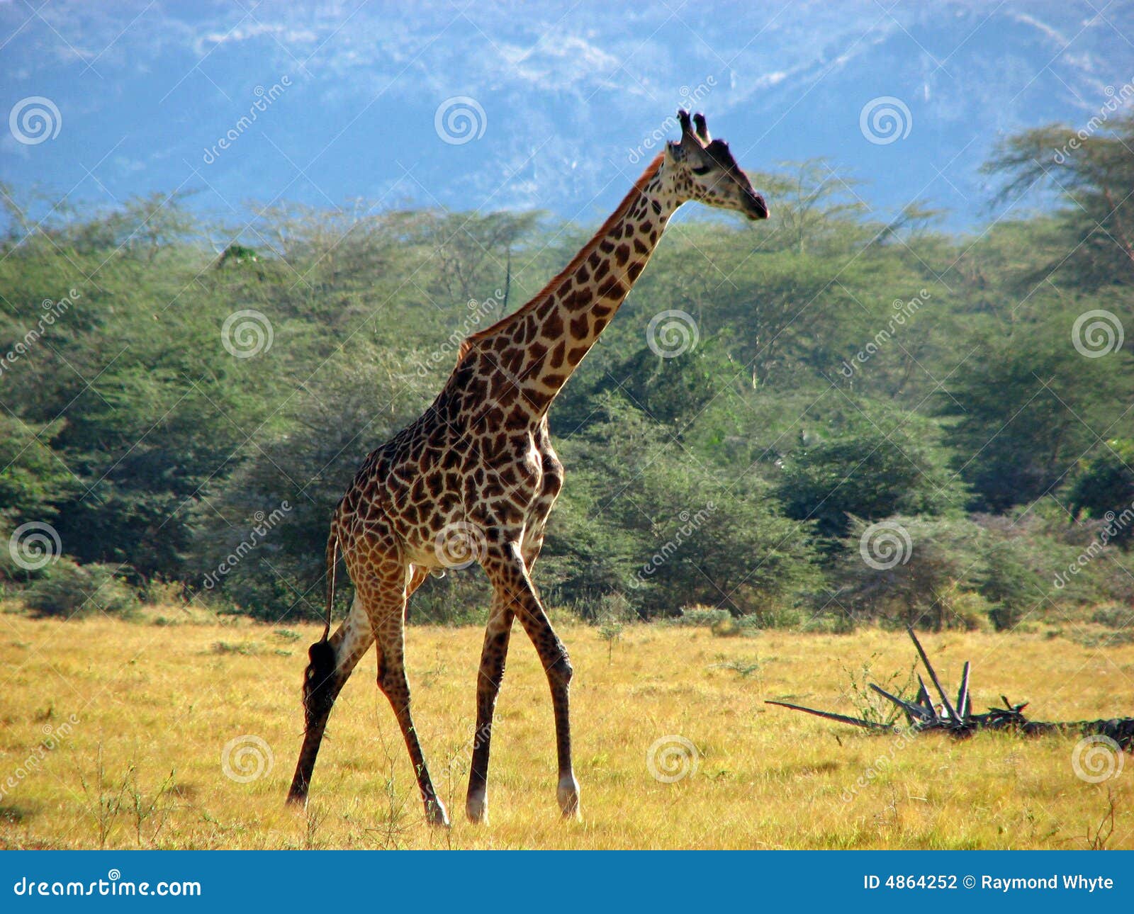 Jirafa foto de archivo. Imagen de habitat, cubo, prado - 4864252