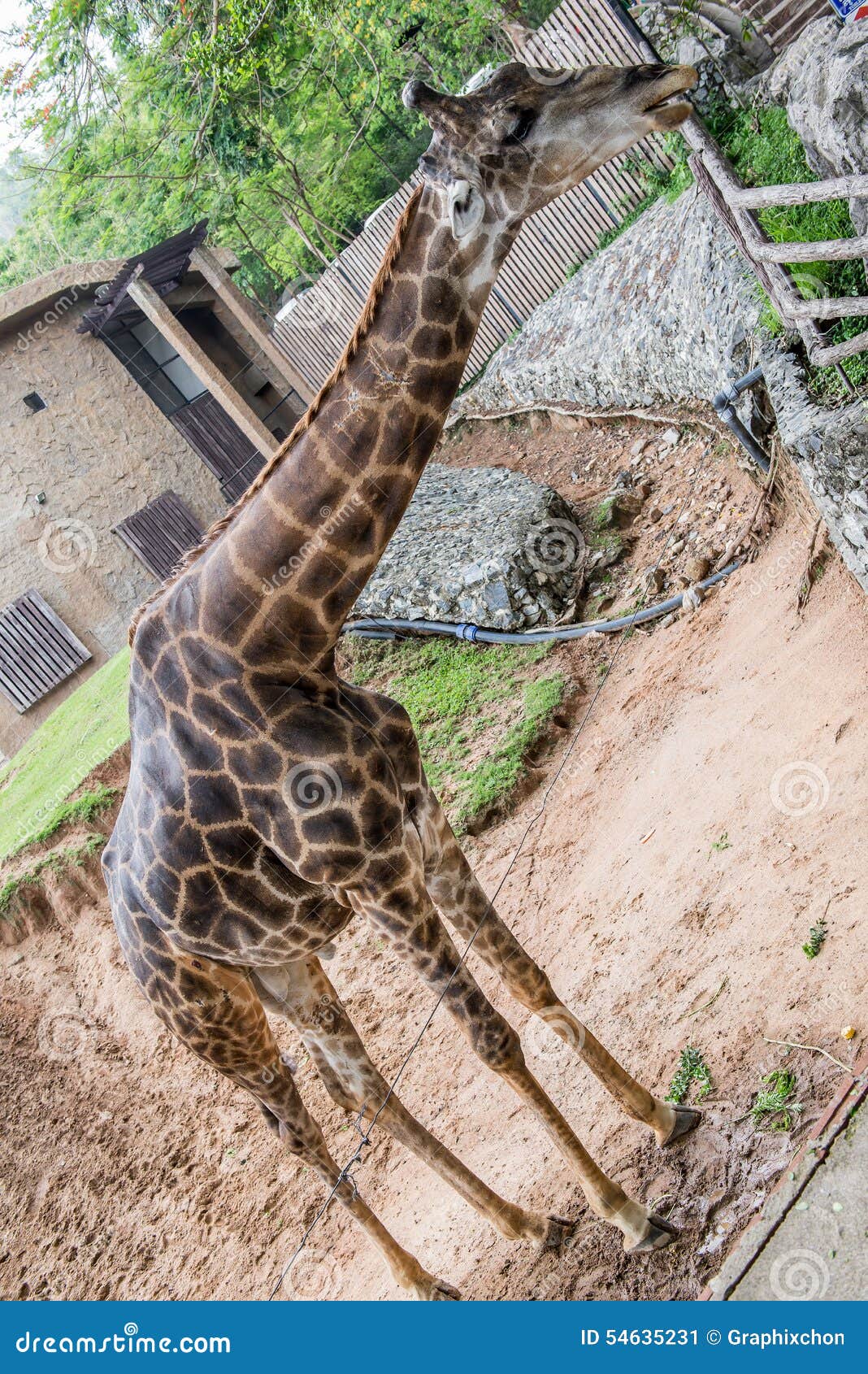 Jirafa imagen de archivo. Imagen de planta, cubo, jirafa - 54635231