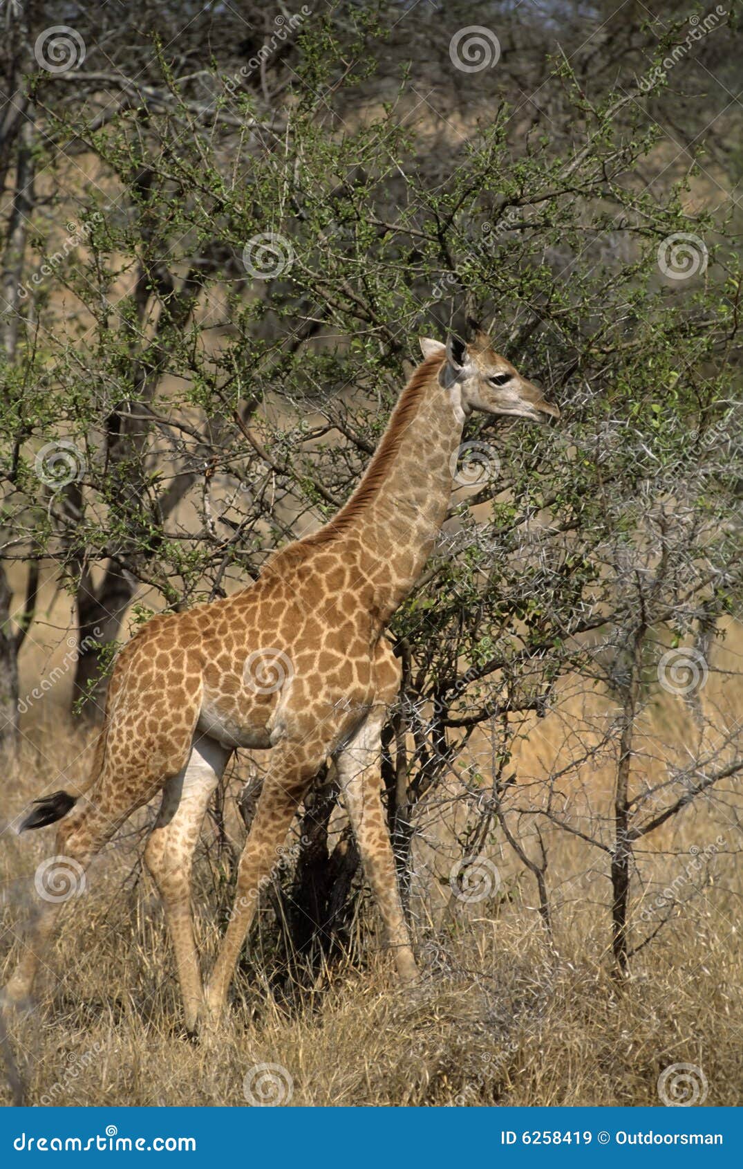 Jirafa imagen de archivo. Imagen de animal, cubo, joven - 6258419