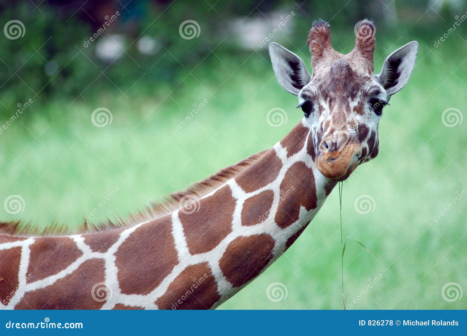 Jirafa foto de archivo. Imagen de cubo, masticar, fauna - 826278