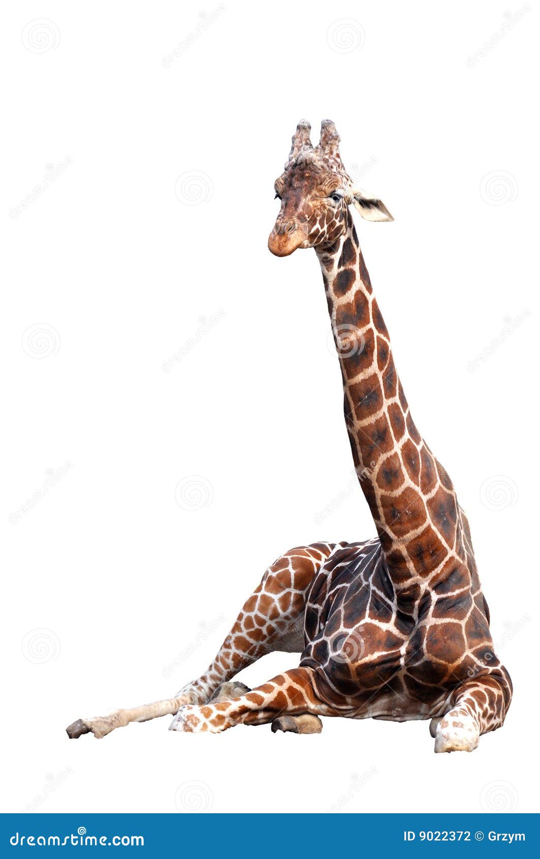 Jirafa foto de archivo. Imagen de sentada, animal, cubo - 9022372