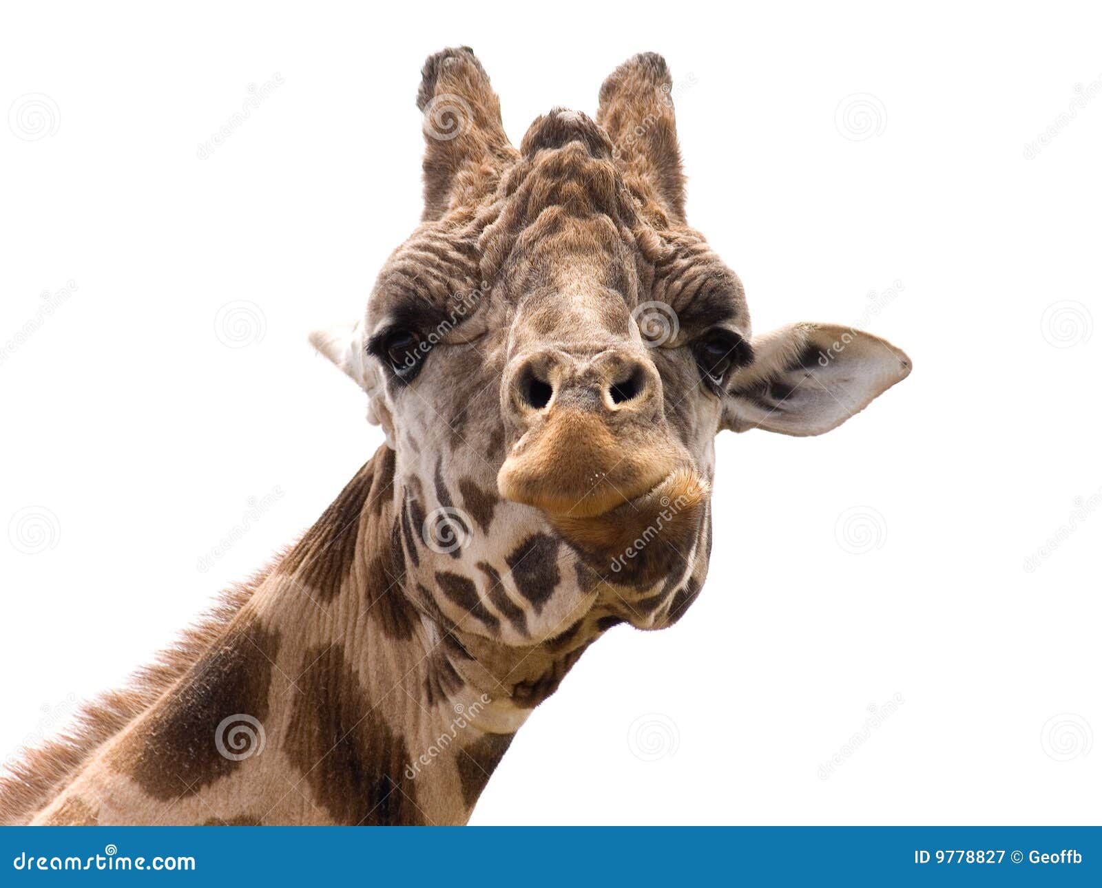 Jirafa imagen de archivo. Imagen de blanco, cubo, jirafa - 9778827