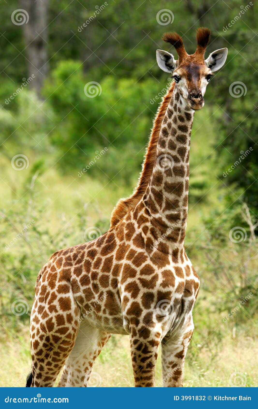 Jirafa africana foto de archivo. Imagen de cubo, joven - 3991832