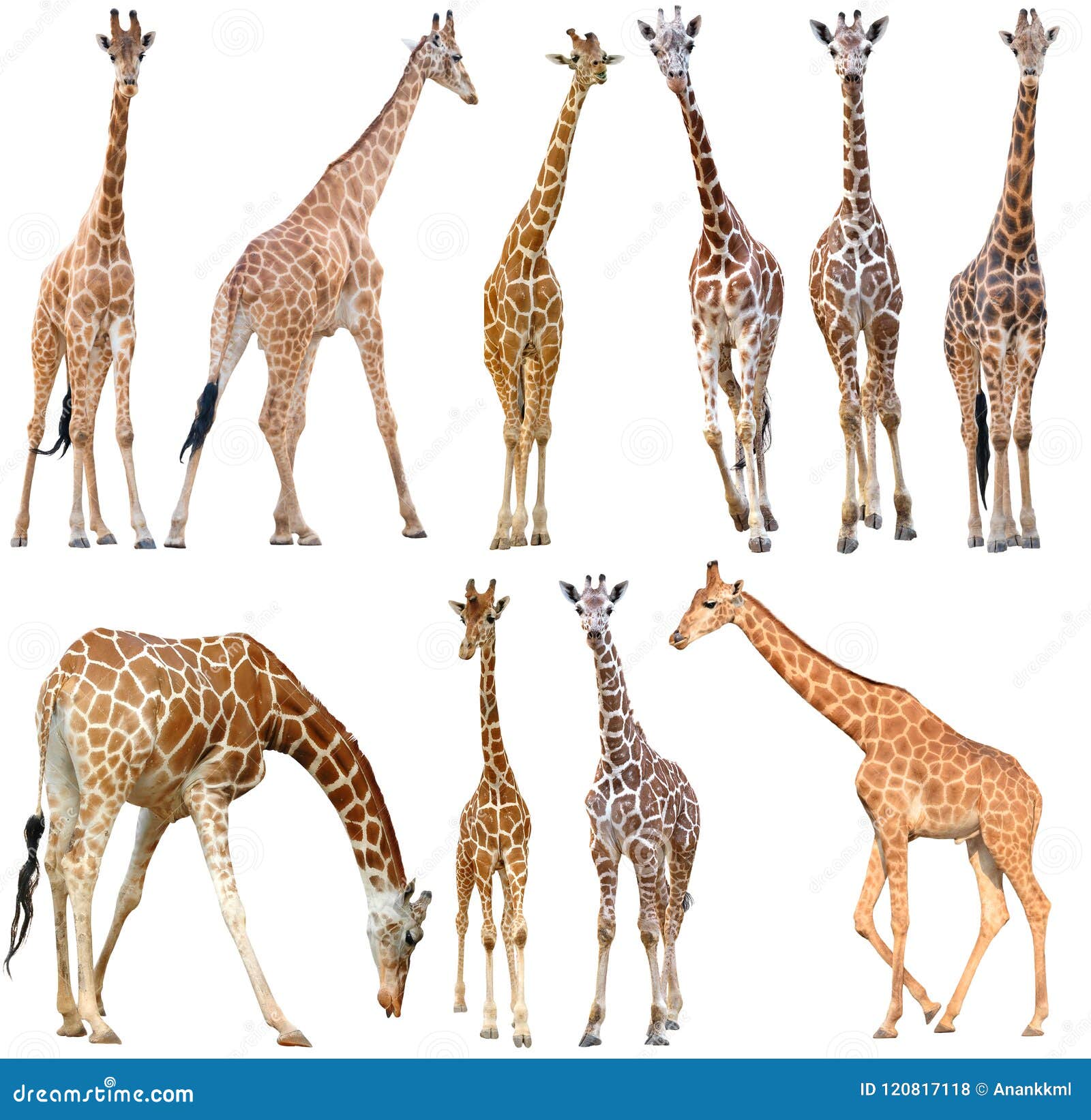 Jirafa Aislada En El Fondo Blanco Foto de archivo - Imagen de hembra ...