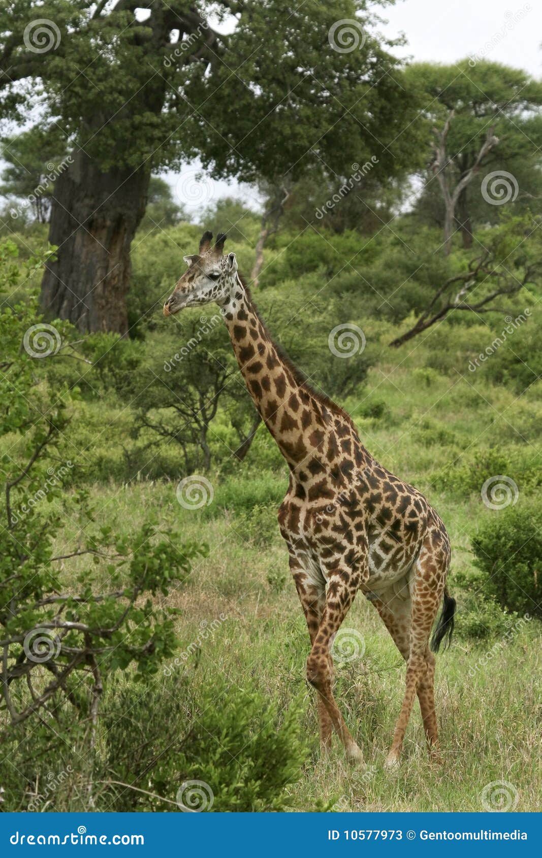 Jirafa (camelopardalis Del Giraffa) Imagen de archivo - Imagen de cubo ...