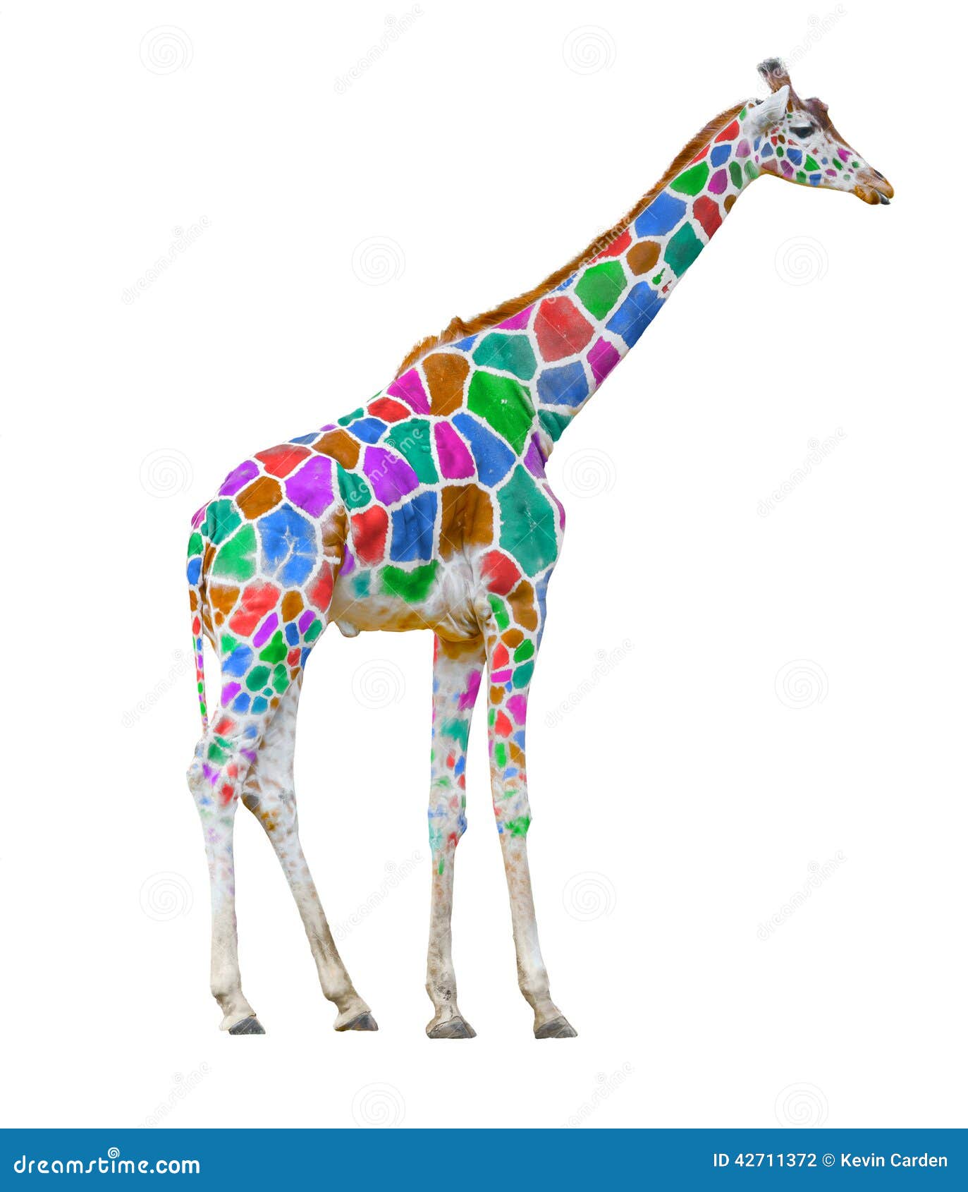 Jirafa colorida foto de archivo. Imagen de alto, jirafa - 42711372