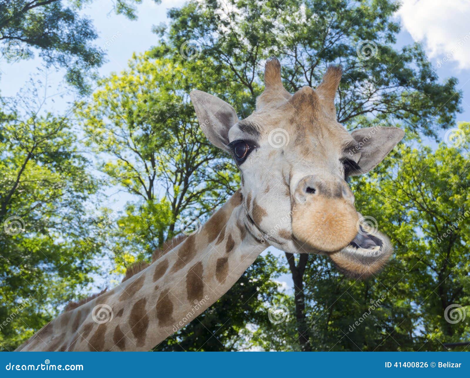 Jirafa De Baringo (rotschildi De Los Camelopardalis Del Giraffa) Foto ...