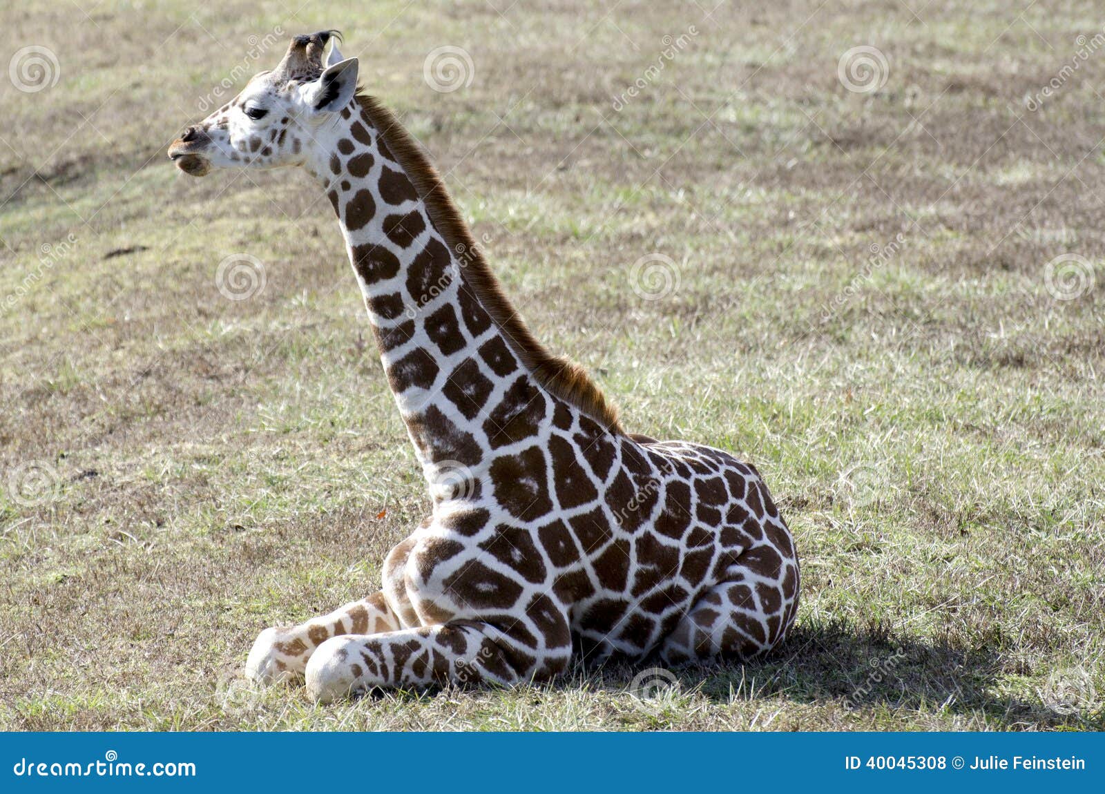 Jirafa del bebé foto de archivo. Imagen de jirafa, animal - 40045308