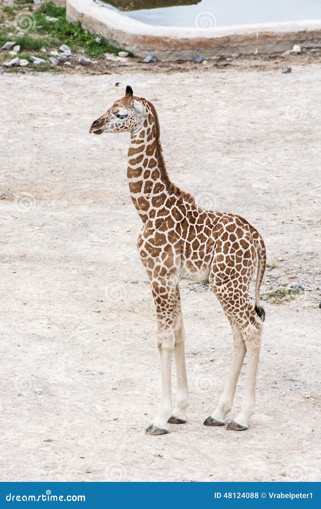 Jirafa del bebé foto de archivo. Imagen de travieso, bebé - 48124088