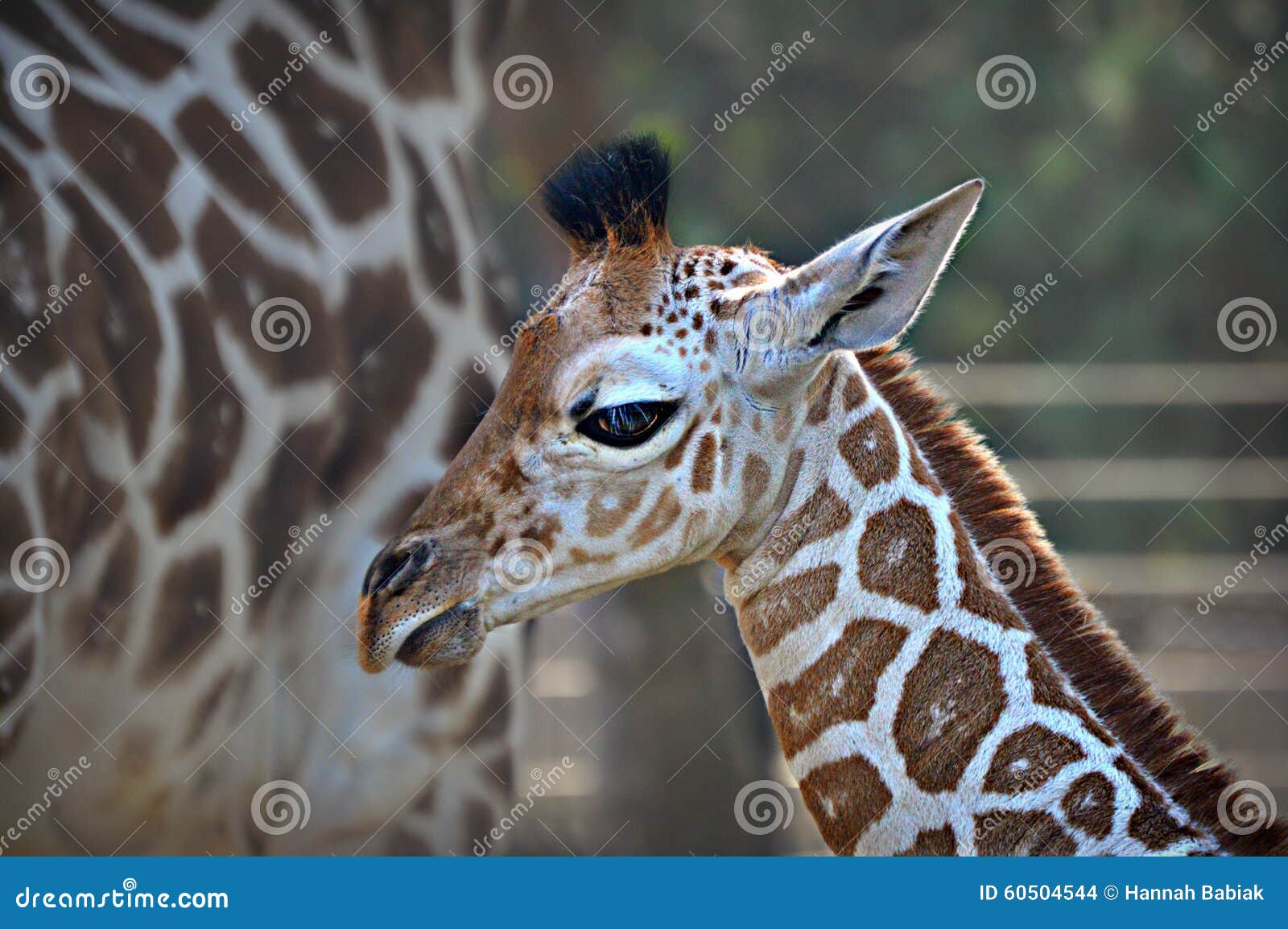 Jirafa del bebé foto de archivo. Imagen de jirafa, nacimiento - 60504544