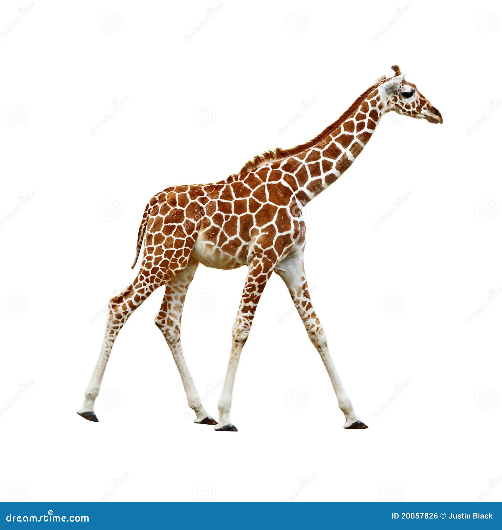 Jirafa del bebé aislada foto de archivo. Imagen de hierba - 20057826