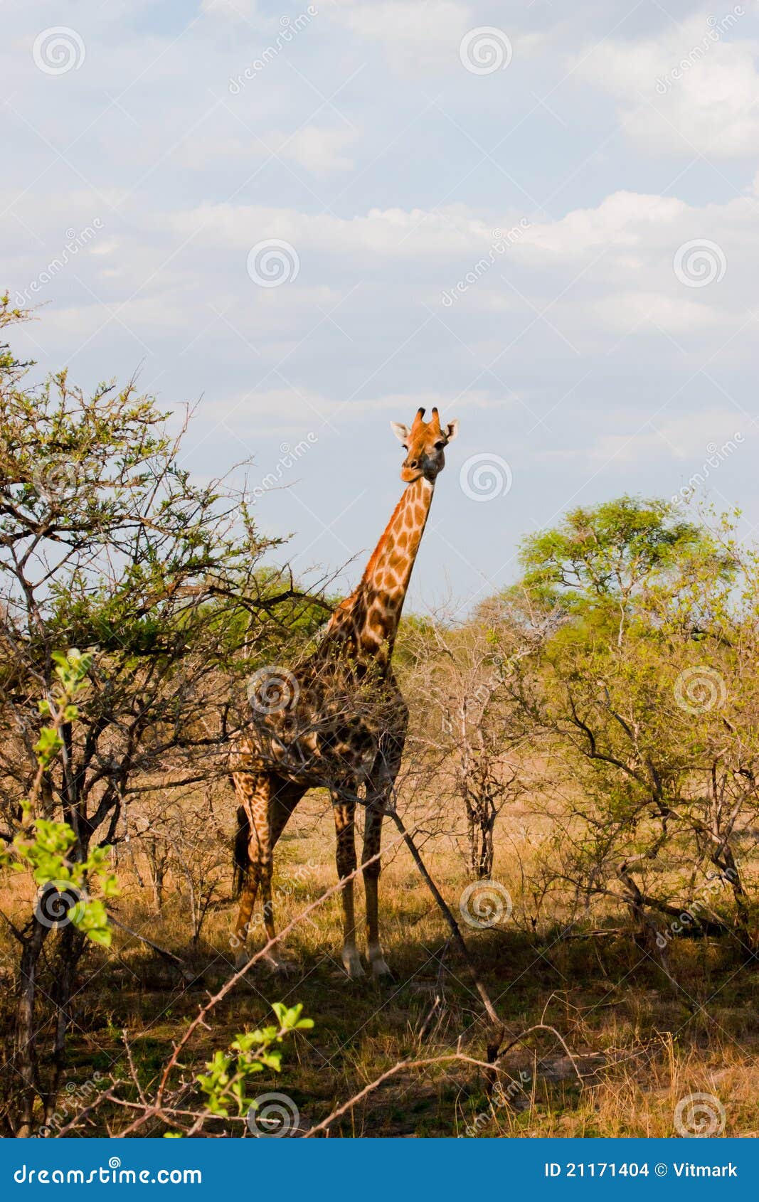 Jirafa Embarazada En Suráfrica Foto de archivo - Imagen de cinco ...