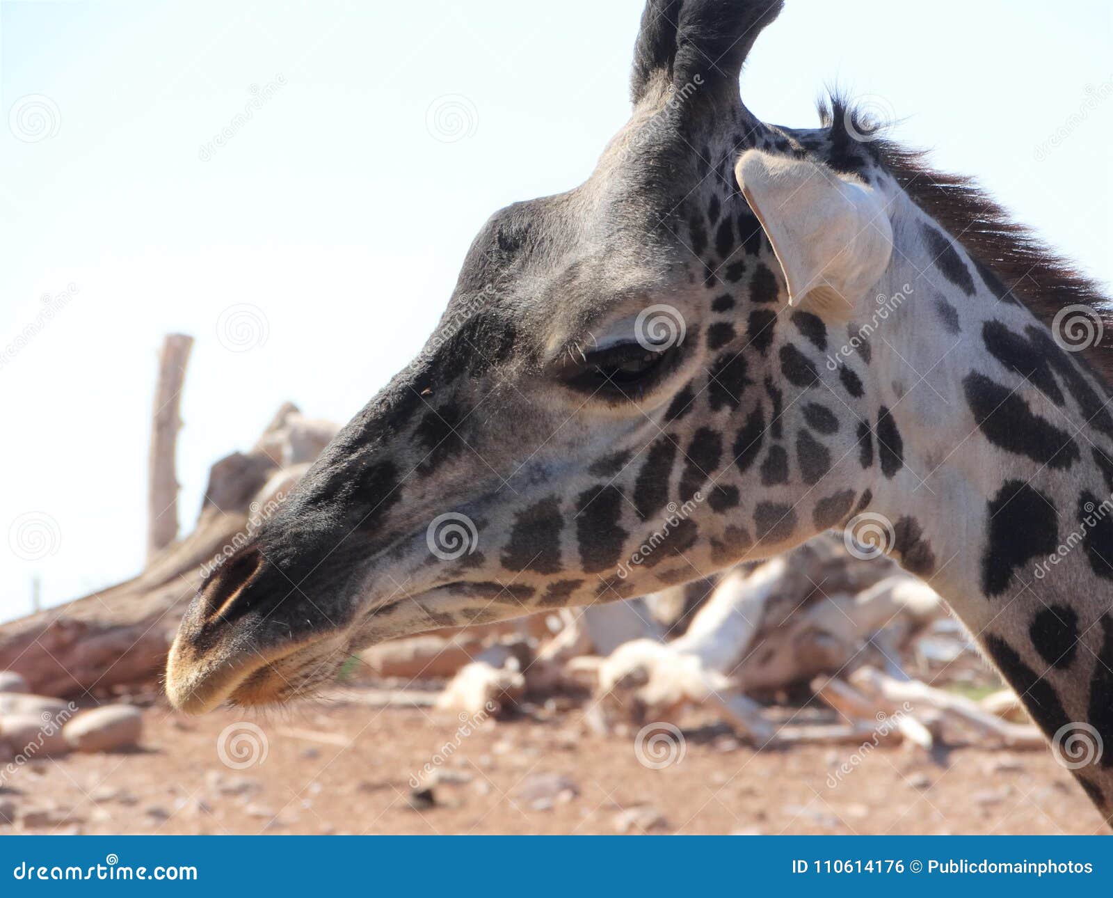 Jirafa Fauna De Animales Terrestres Imagen. Imagen: 110614176