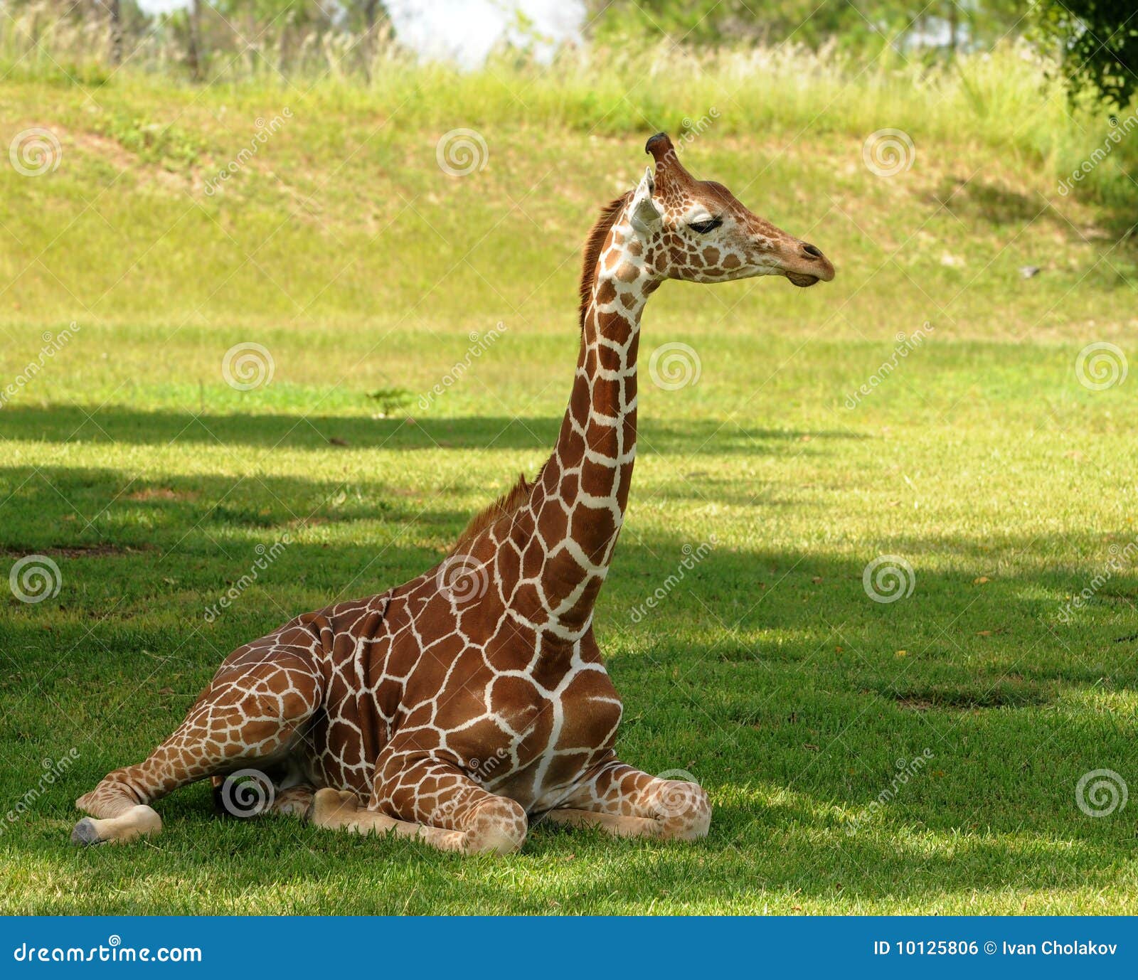 Jirafa joven foto de archivo. Imagen de cubo, habitat - 10125806
