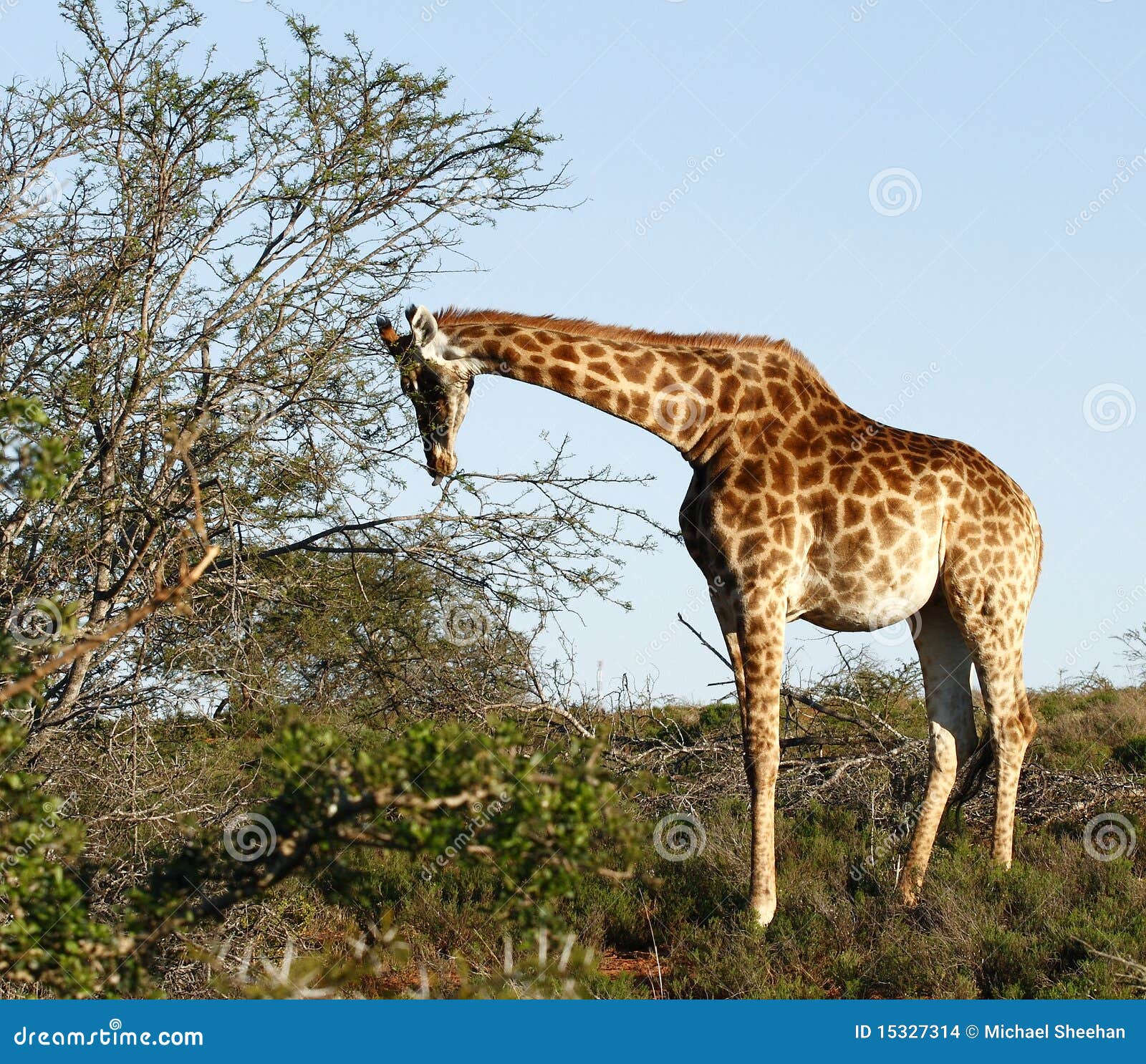 Jirafa joven foto de archivo. Imagen de fauna, cubo, joven - 15327314