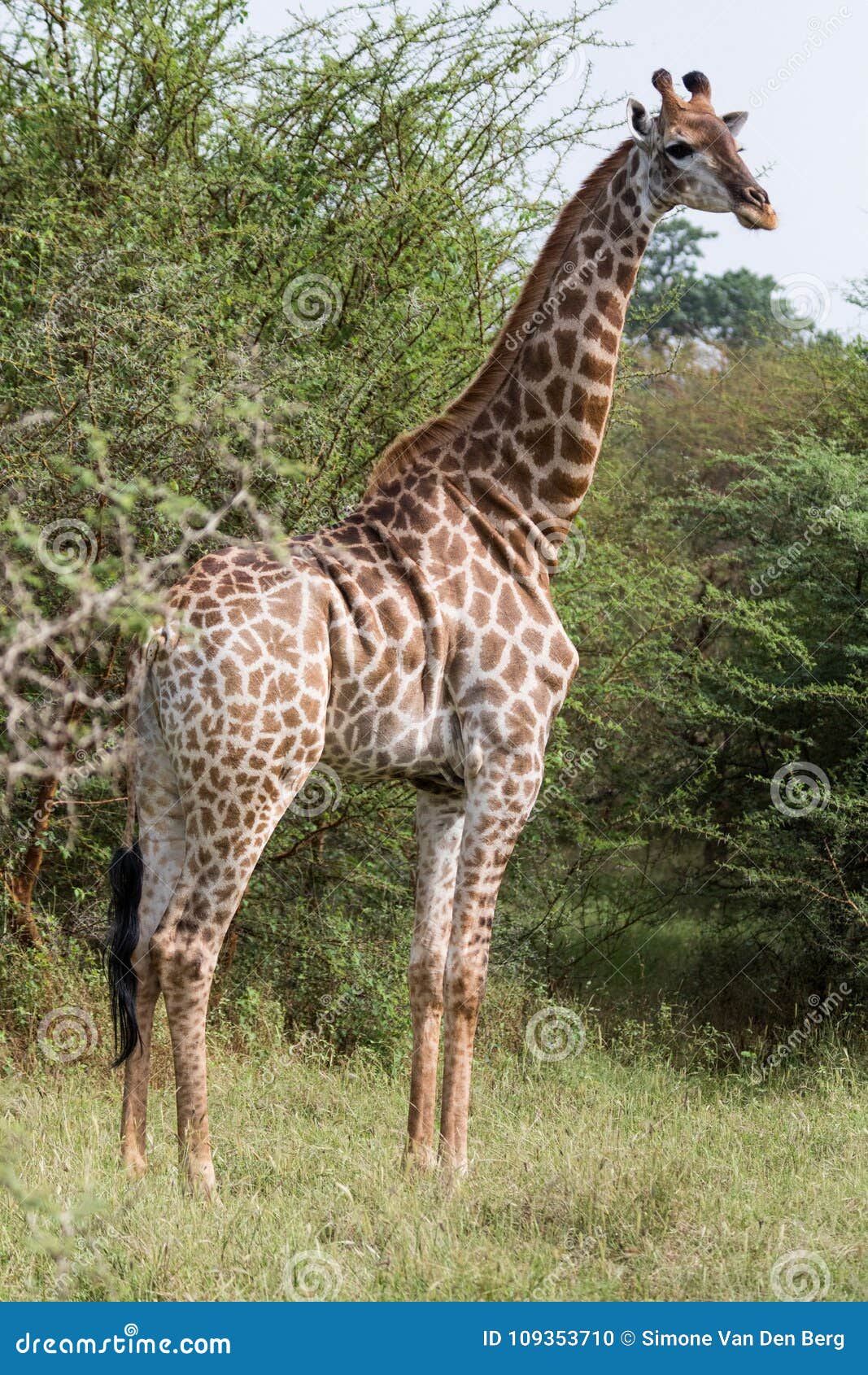 Jirafa Joven Hermosa Que Se Coloca Alta Foto de archivo - Imagen de ...