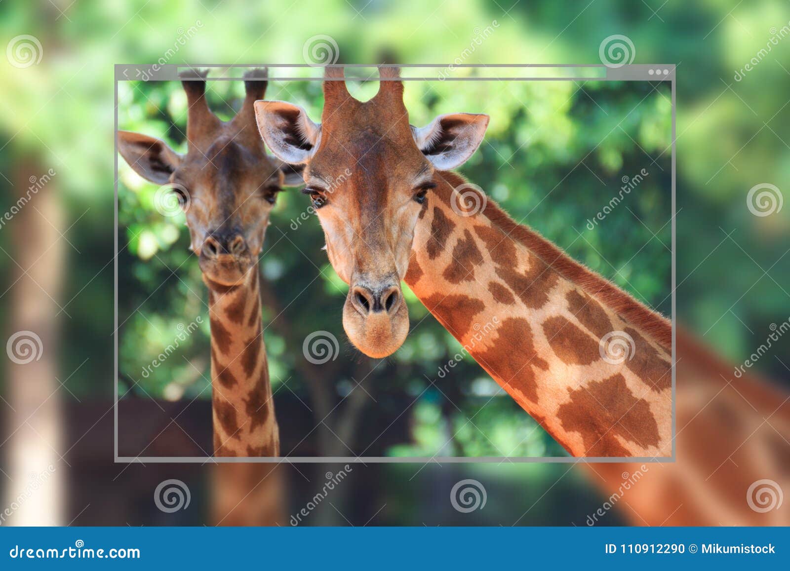 Jirafa principal dos foto de archivo. Imagen de cubo - 110912290