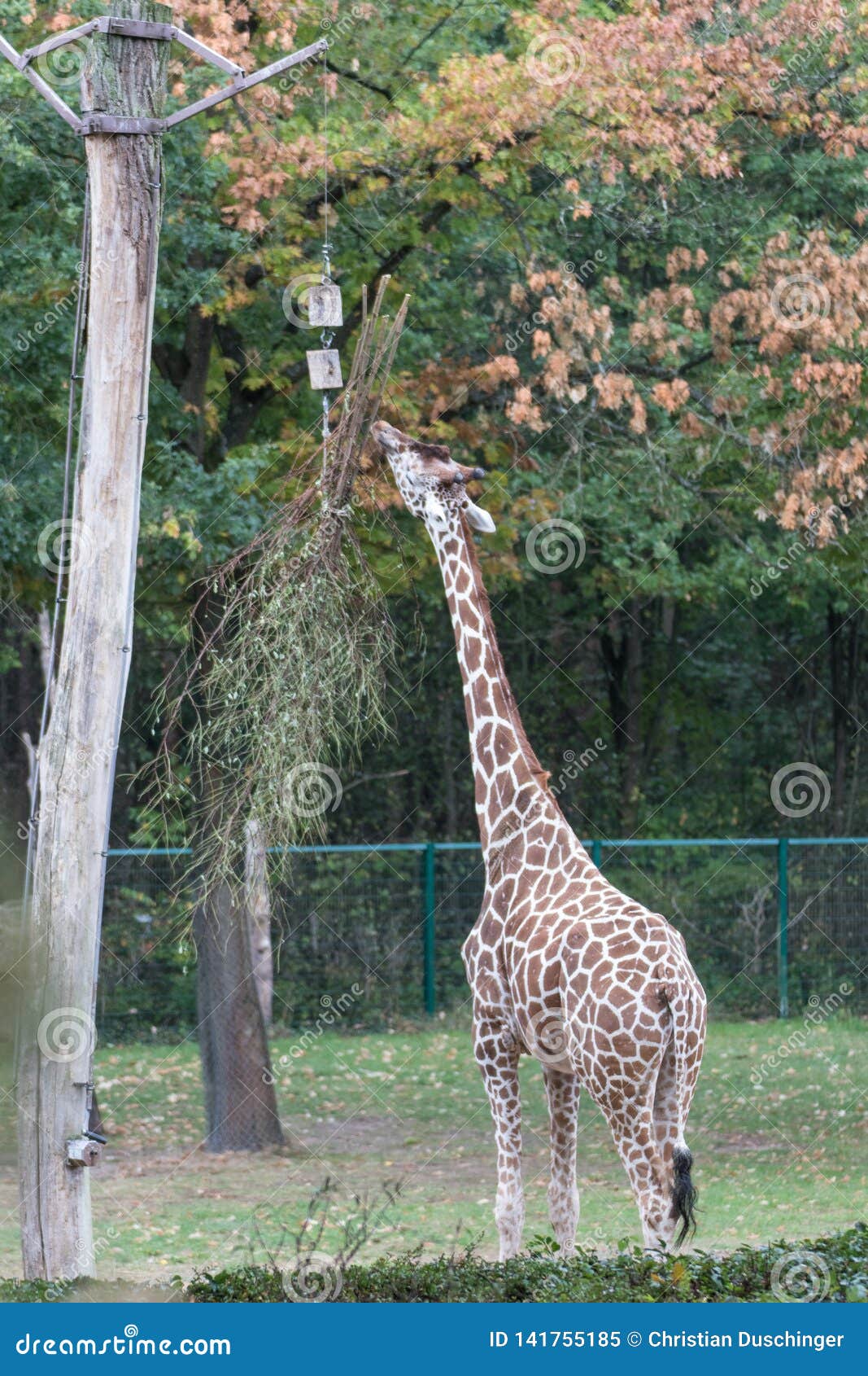 Jirafa imagen de archivo. Imagen de cielo, cubo, horned - 141755185