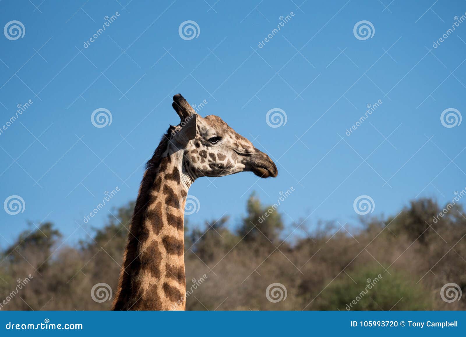 Jirafa y cielo azul foto de archivo. Imagen de cubo - 105993720