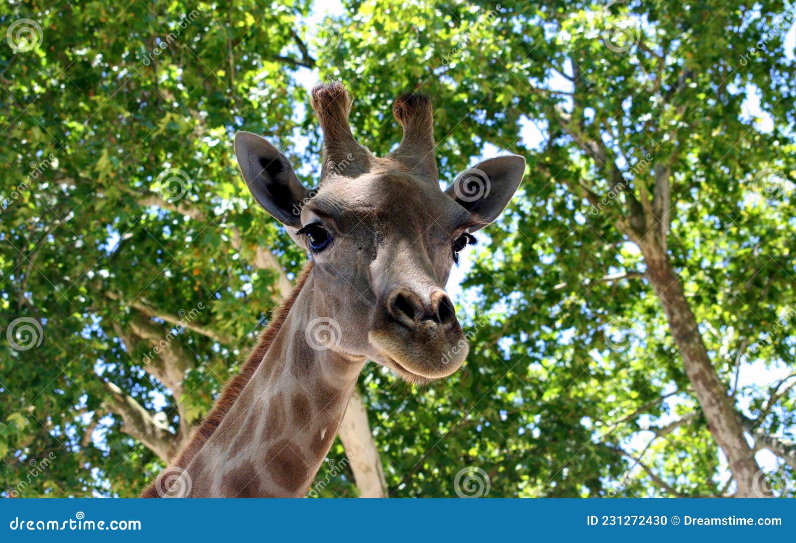 Jirafa y hojas foto de archivo. Imagen de fauna, cubo - 231272430