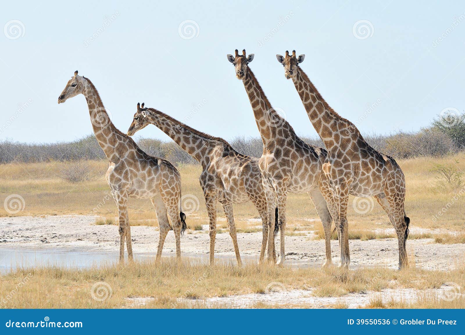 Jirafas foto de archivo. Imagen de cubo, animal, grande - 39550536