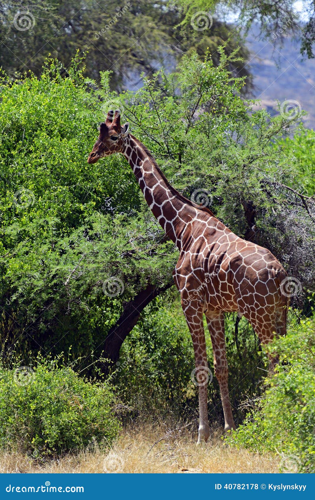 Jirafas africanas foto de archivo. Imagen de jirafa, cubierta - 40782178