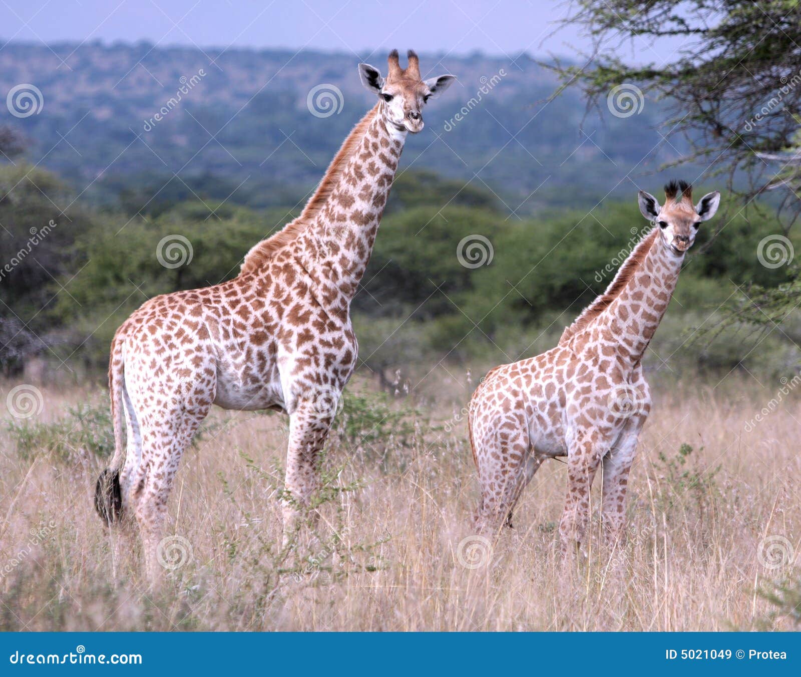 Jirafas del bebé imagen de archivo. Imagen de provincia - 5021049