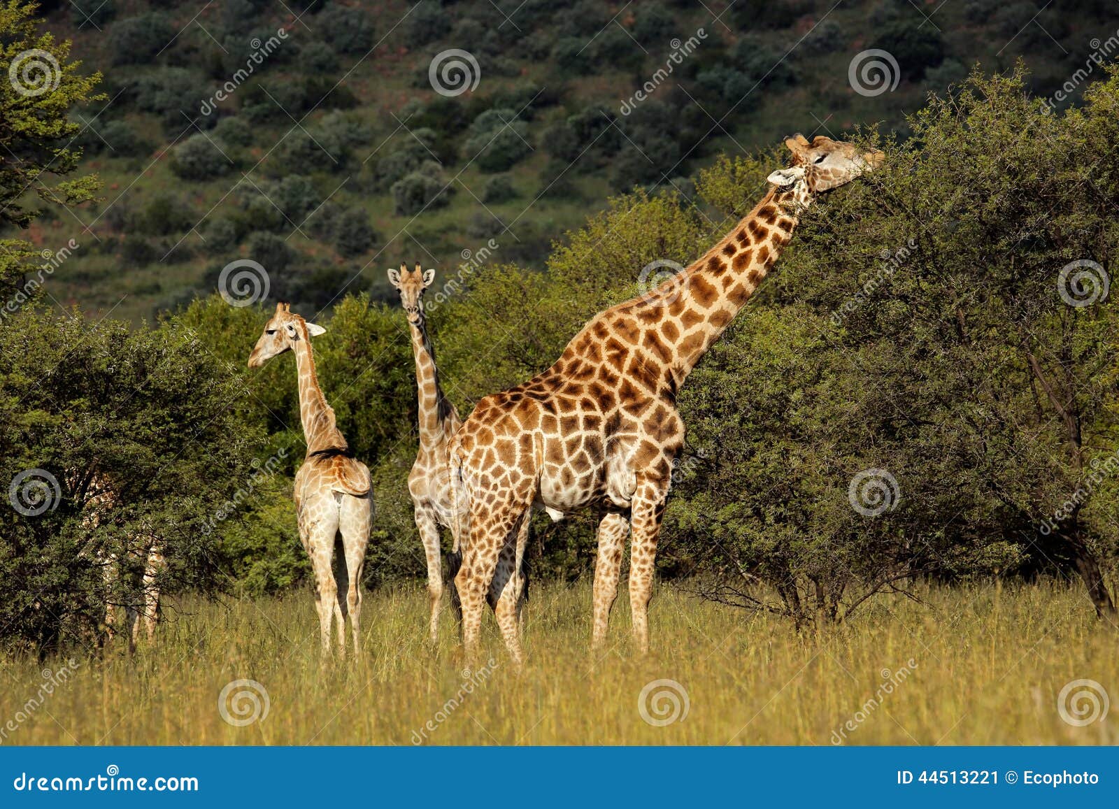 Jirafas en hábitat natural imagen de archivo. Imagen de cubo - 44513221