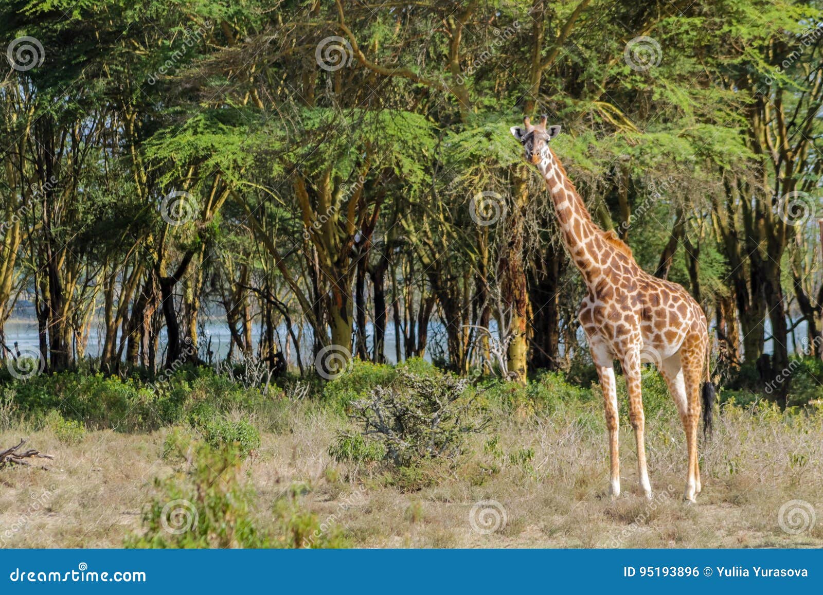 Jiraffe En Arbusto Africano Foto de archivo - Imagen de alto, travieso ...