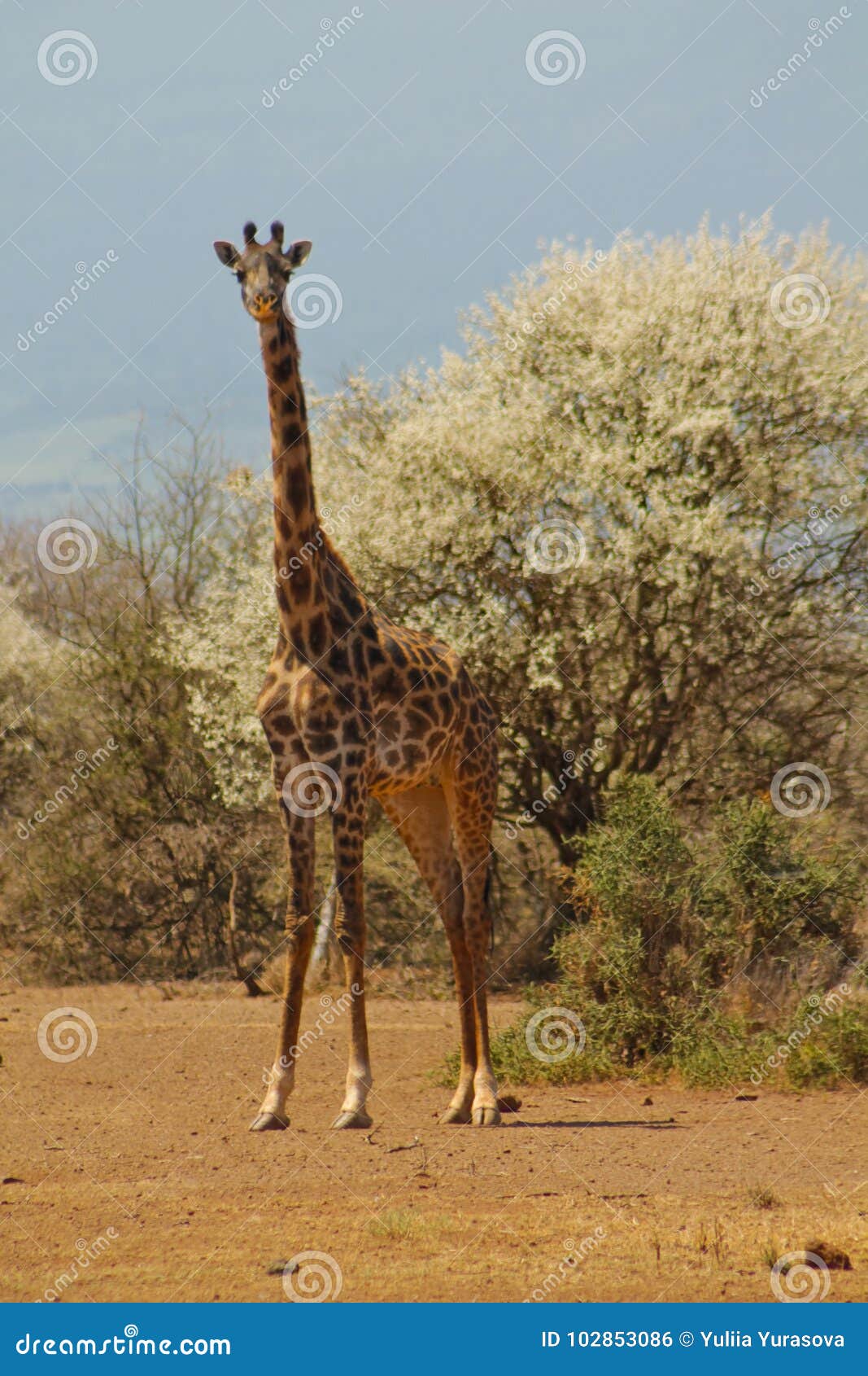 Jiraffe En Arbusto Africano De La Sabana Foto de archivo - Imagen de ...