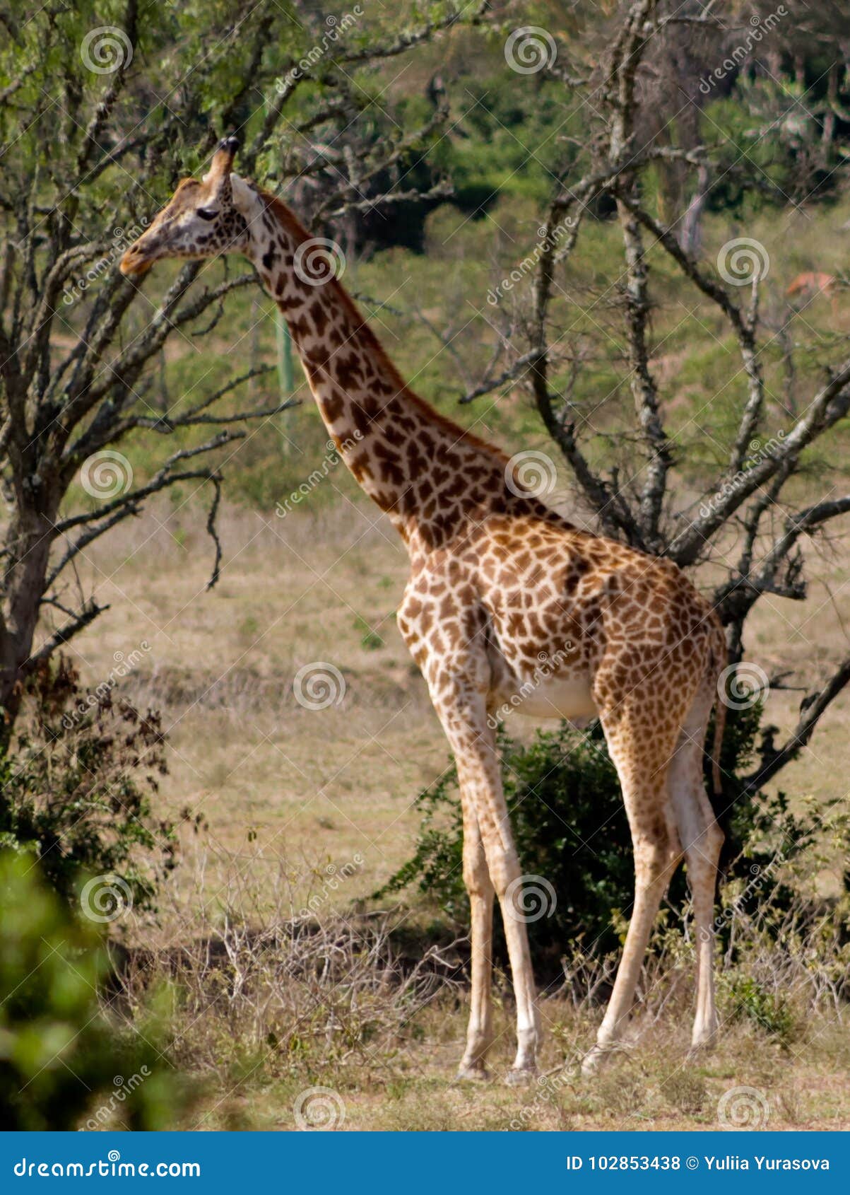 Jiraffe En Arbusto Africano De La Sabana Foto de archivo - Imagen de ...