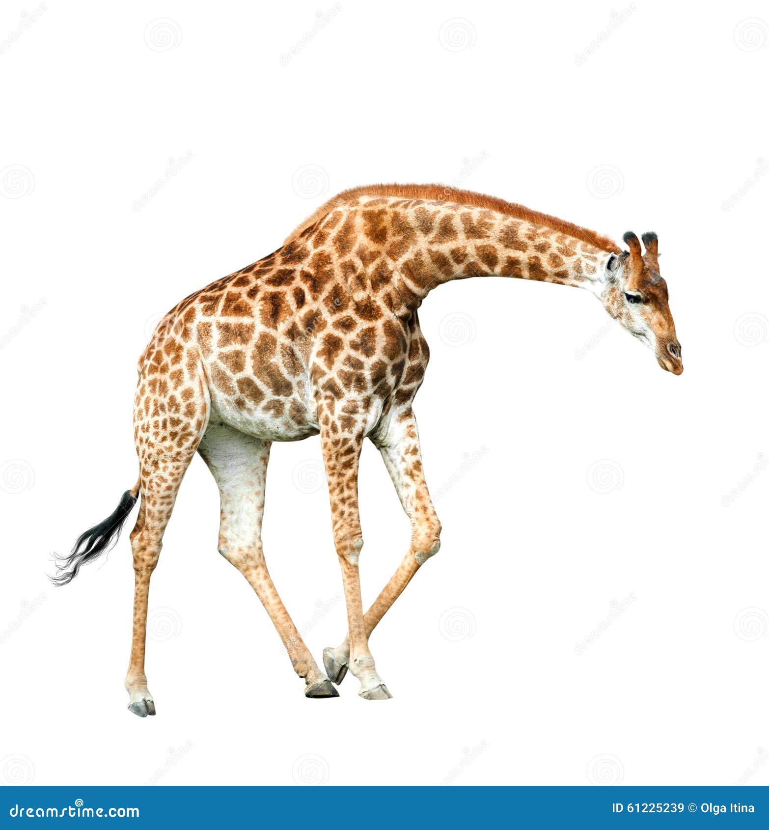 Jiraffe isolated on white stock image. Image of vertebrate - 61225239
