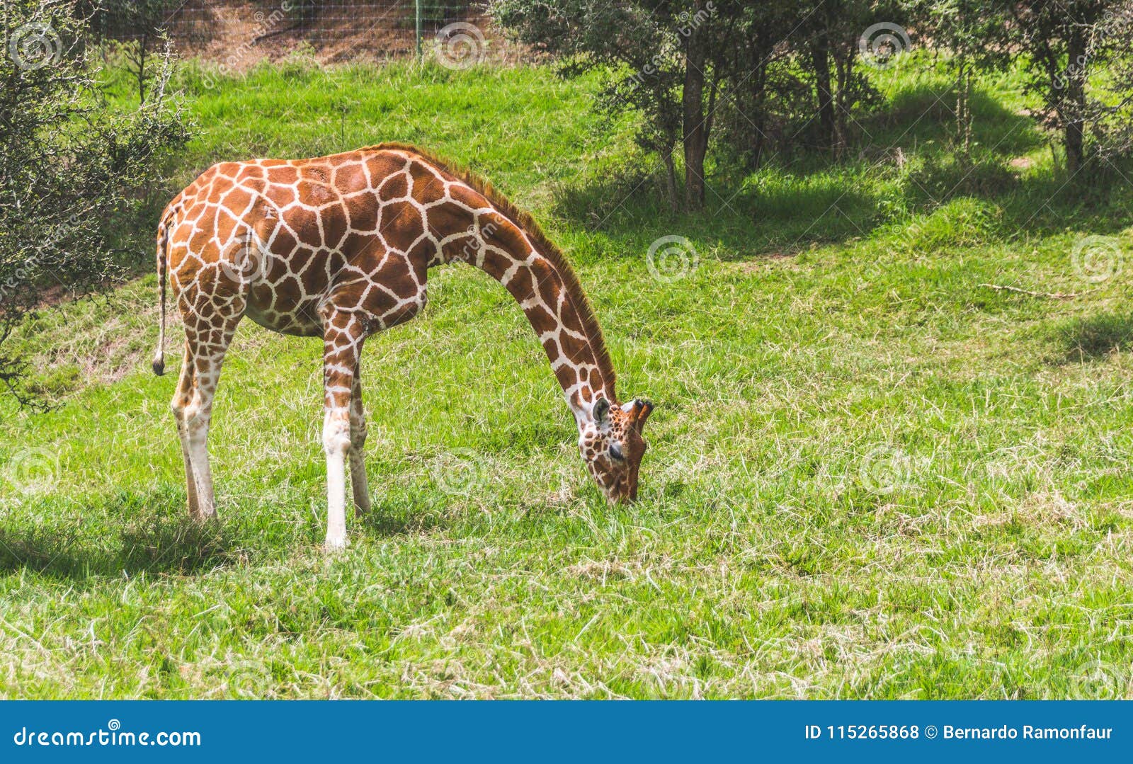 Jiraffe Portrait at the Field Stock Photo - Image of grass, beautiful ...