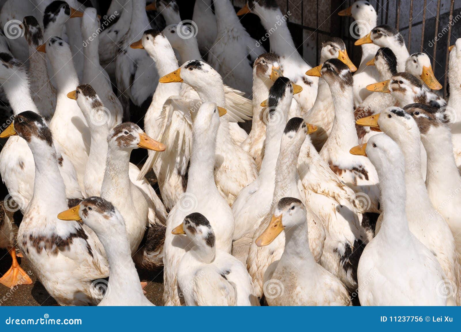 Jiu Chi Town, China: Caged White Ducks Stock Photo - Image of town ...