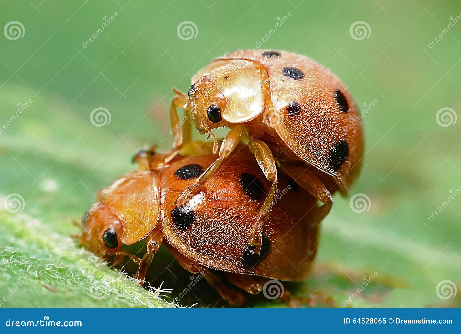 Joaninha 2 do inseto imagem de stock. Imagem de olho - 64528065