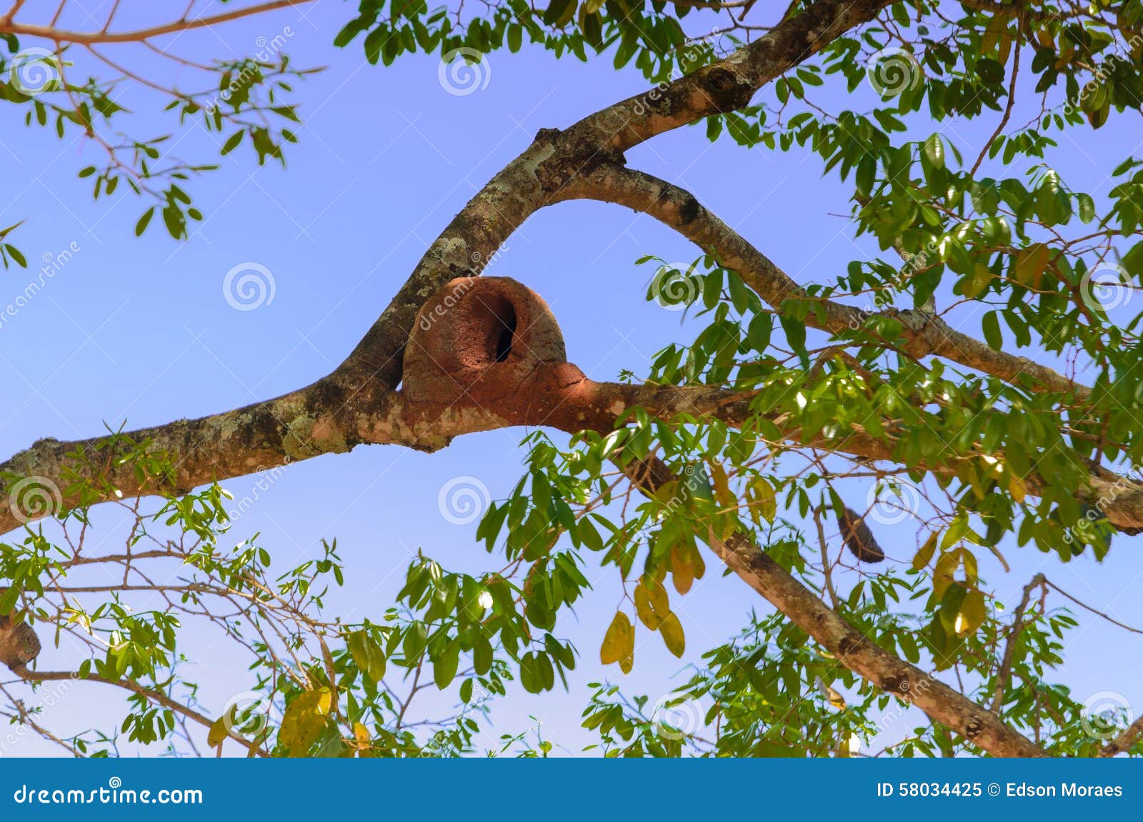 Joao De Barro (furnarius Rufus) Nest Stock Image - Image of tree ...