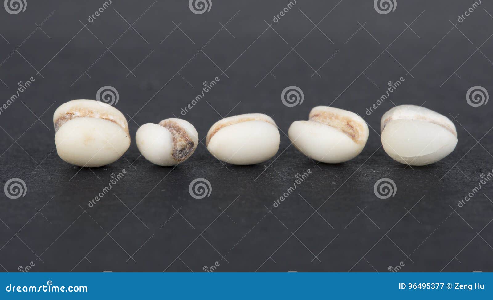 Job`s tear seed stock image. Image of herbs, brown, alice - 96495377