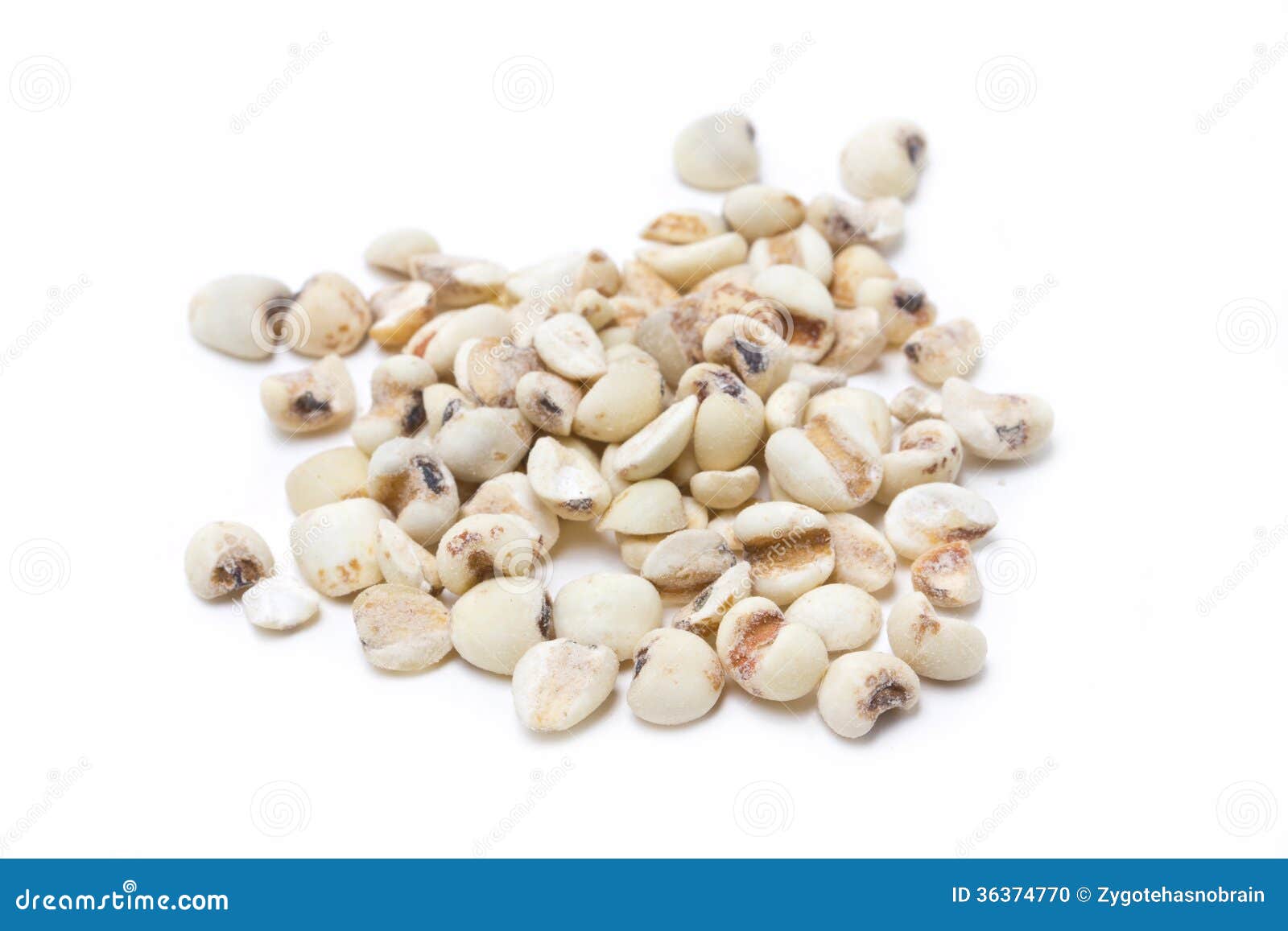 Job s Tears. stock photo. Image of close, medical, jobs - 36374770