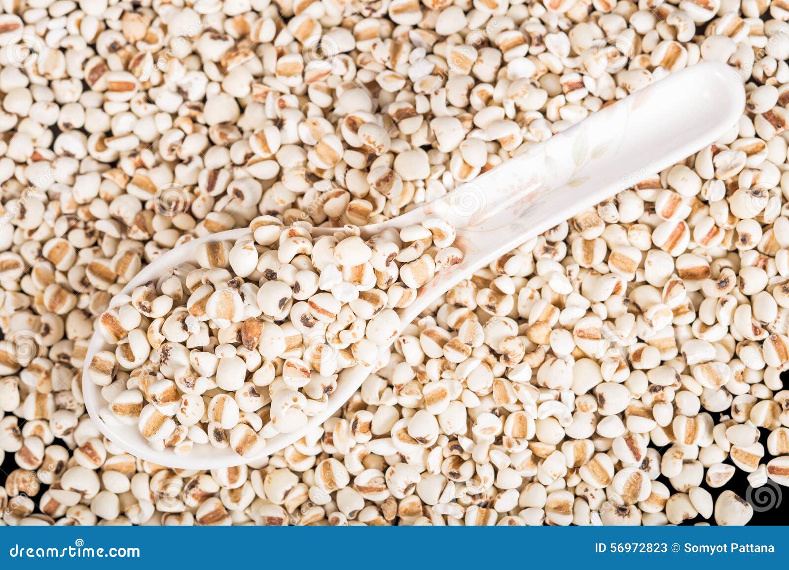 Job s tears seed stock image. Image of food, nutrition - 56972823